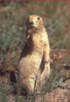 EXPLODING GROUNDHOG PRODUCTIONS PRAIRIE DOG HUNTING PAGE