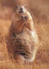 EXPLODING GROUNDHOG PRODUCTIONS PRAIRIE DOG HUNTING PAGE